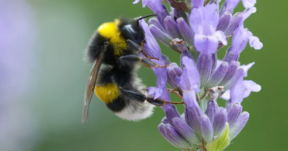 Bijen en hommels - Floralux